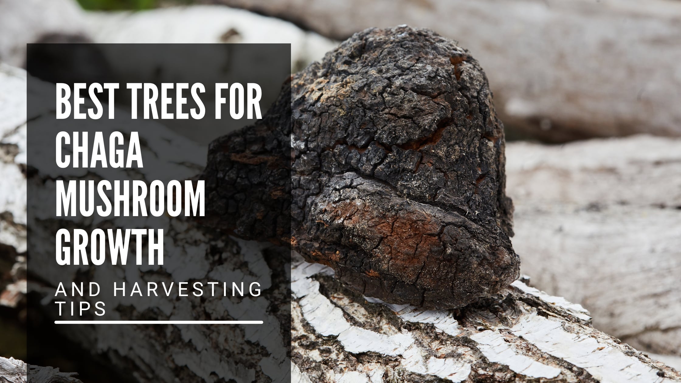 Best Trees for Chaga Mushroom Growth and Harvesting Tips - Brain Brands