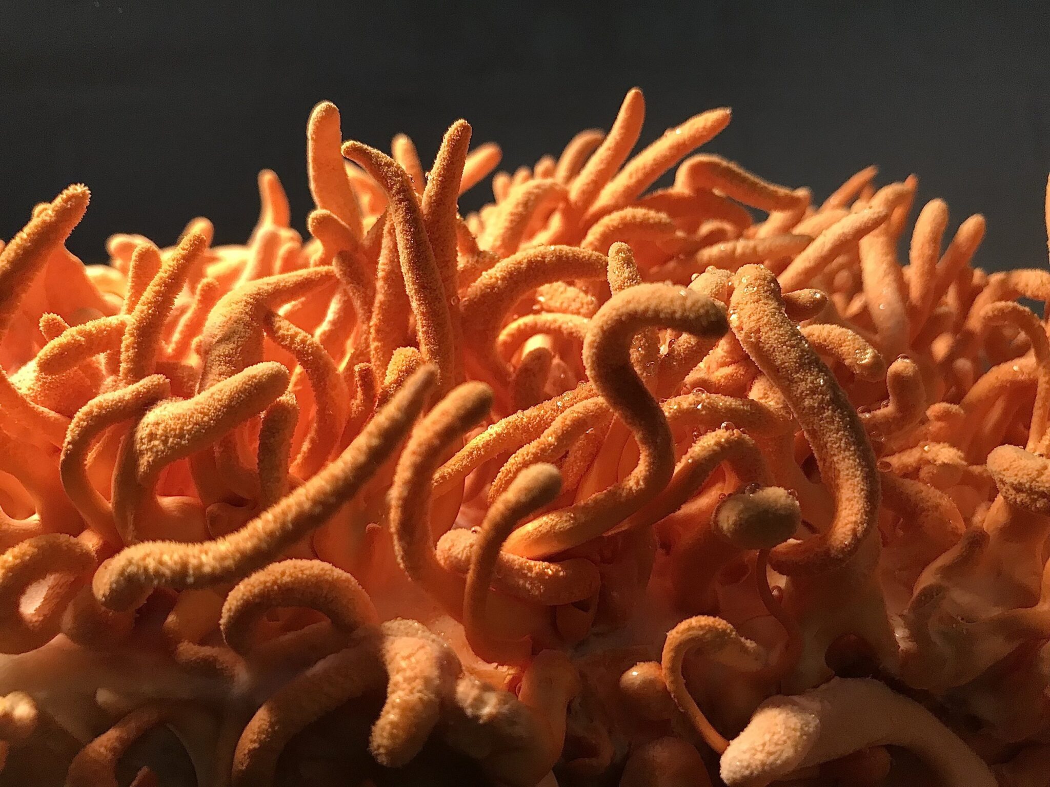 Cordyceps Recipes: Delicious Ways to Enjoy This Mushroom - Brain Brands