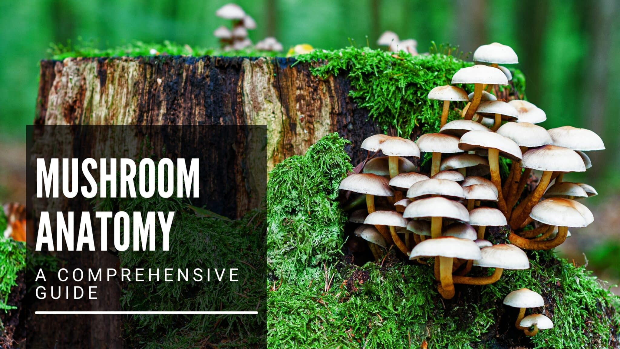 Mushroom Anatomy: A Comprehensive Guide - Brain Brands