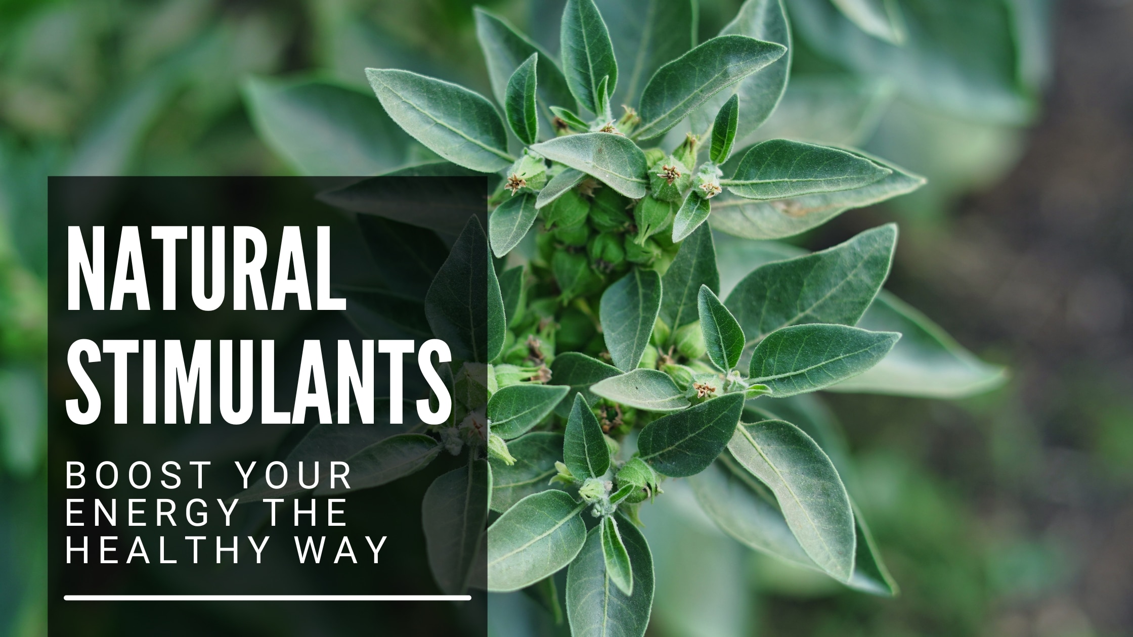 Natural Stimulants: Boost Your Energy the Healthy Way - Brain Brands