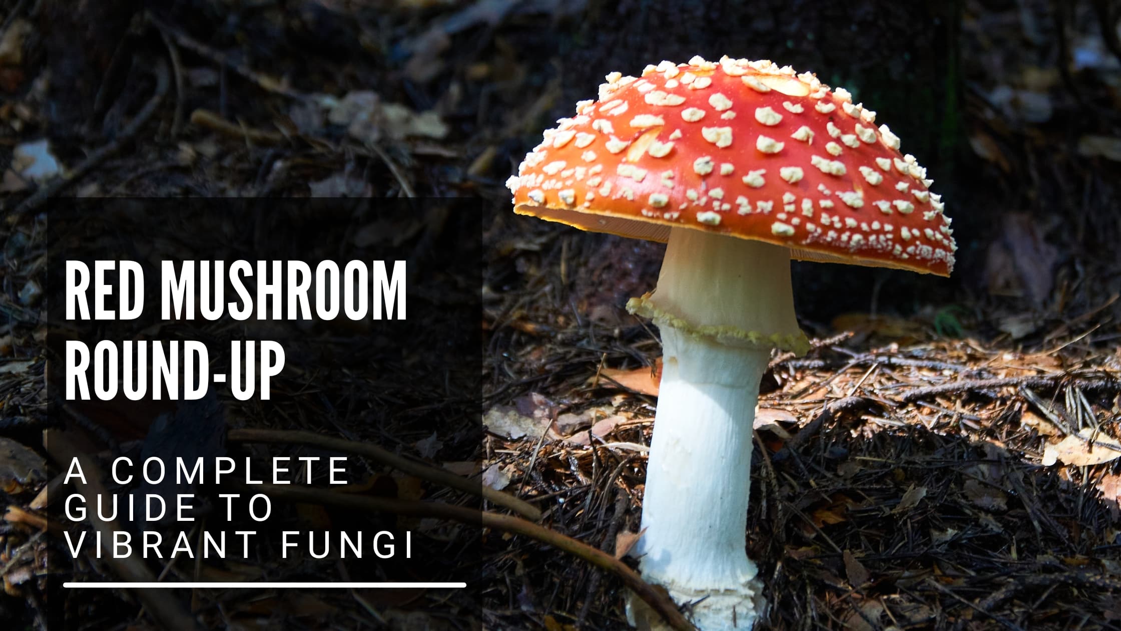Red Mushroom Round-Up: A Complete Guide to Vibrant Fungi - Brain Brands