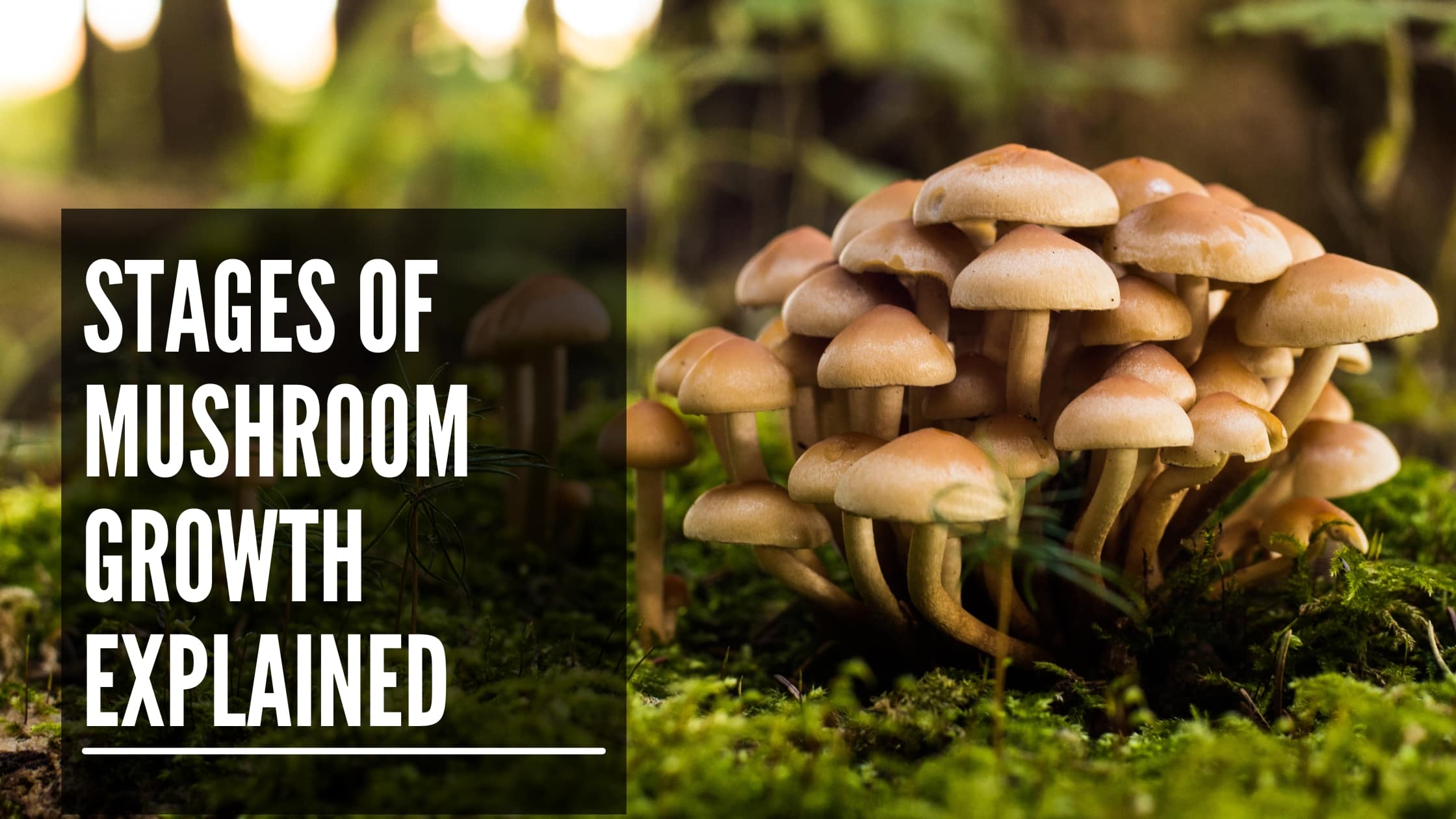 Stages of Mushroom Growth Explained - Brain Brands