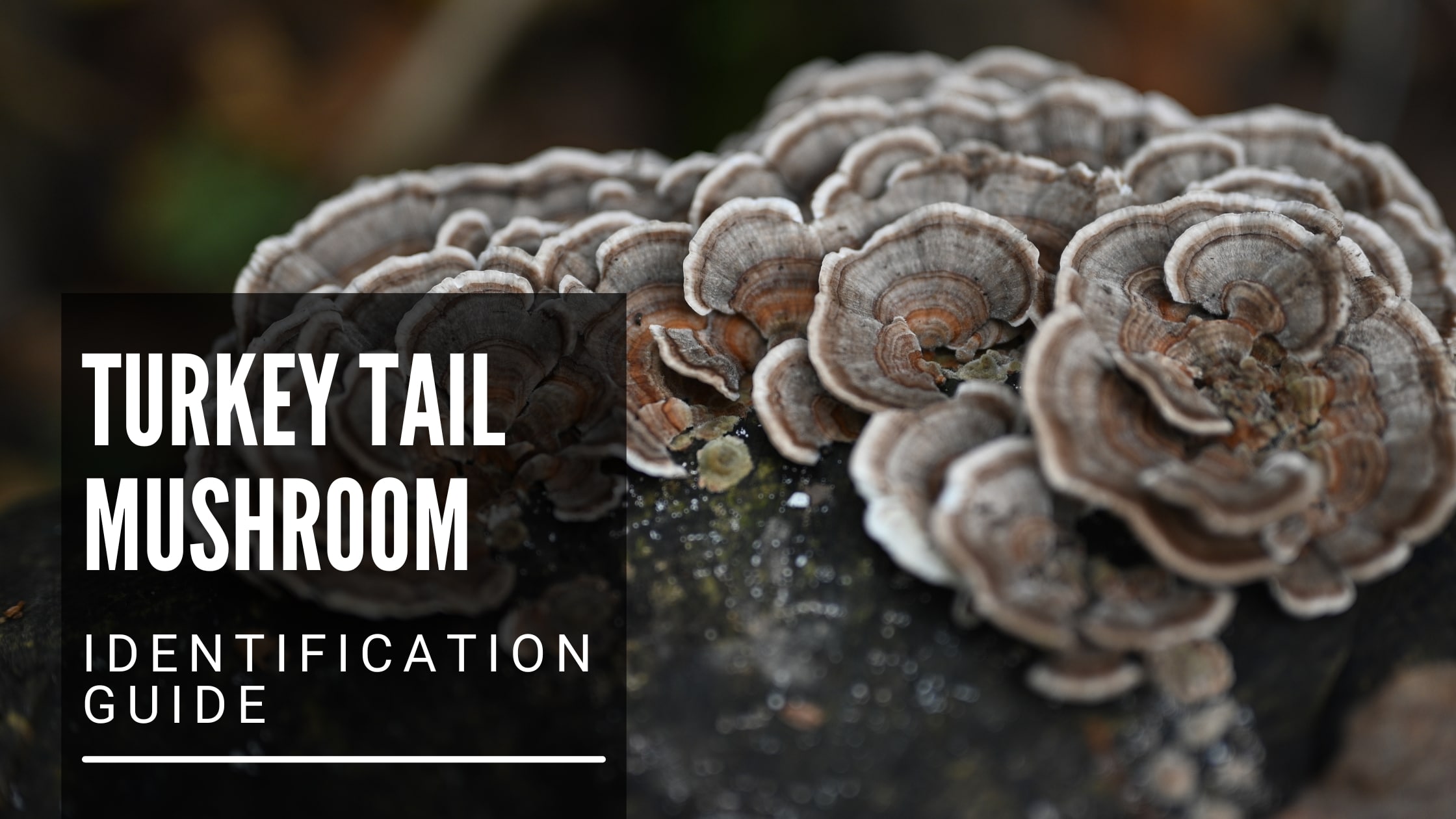 Turkey Tail Mushroom Identification Guide - Brain Brands