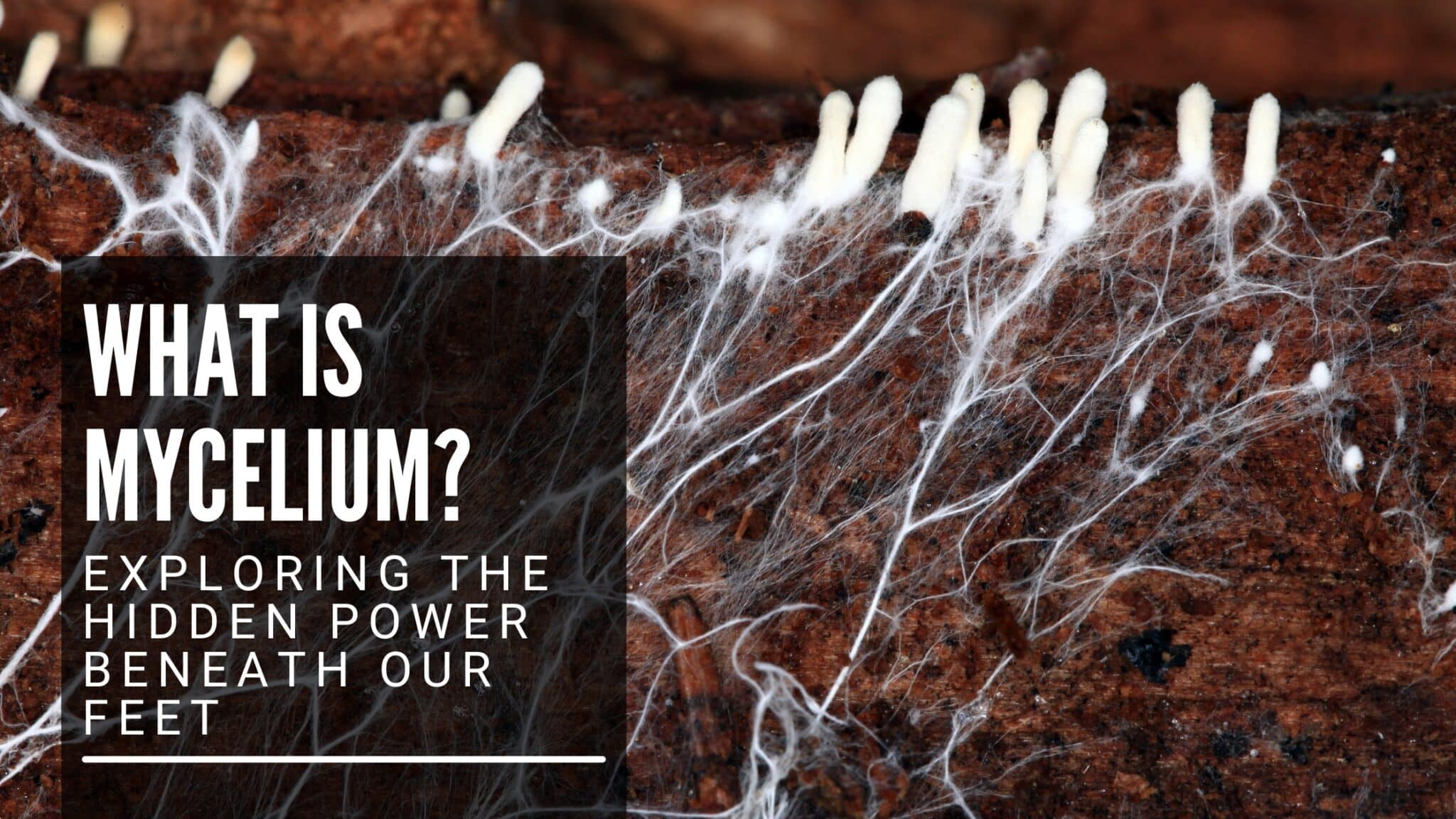 What is Mycelium: Exploring the Hidden Power Beneath Our Feet - Brain Brands