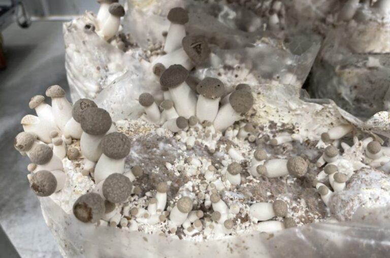 Stages of Mushroom Growth Explained - Brain Brands